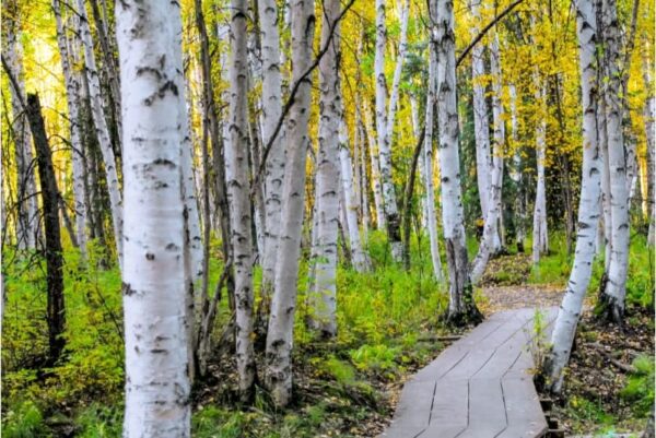 Is Birch a Hardwood? Understanding Its Classification