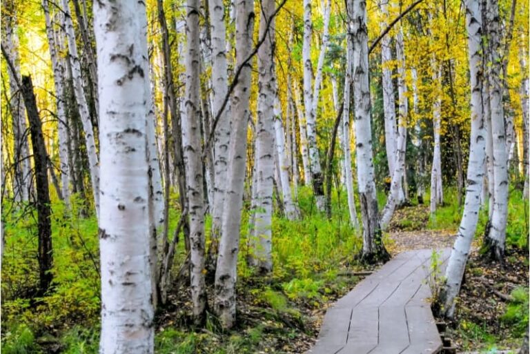 Is Birch a Hardwood? Understanding Its Classification