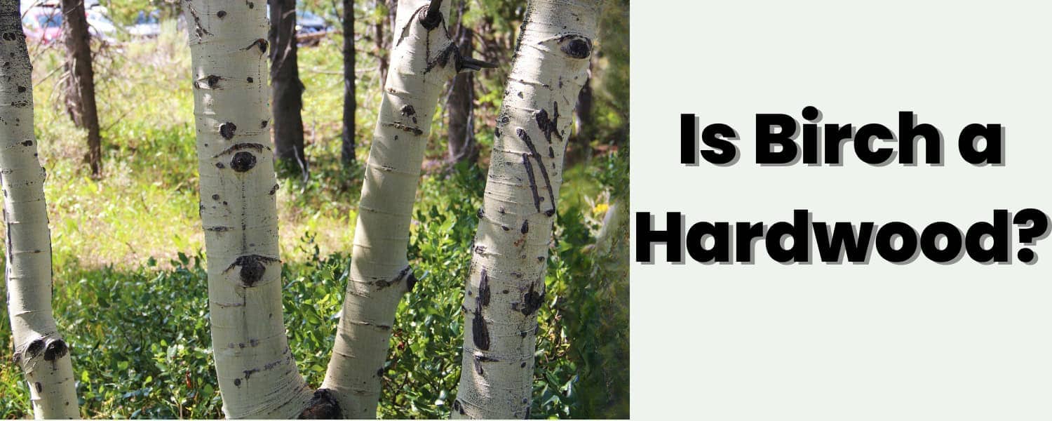 Is Birch a Hardwood? Understanding Its Classification